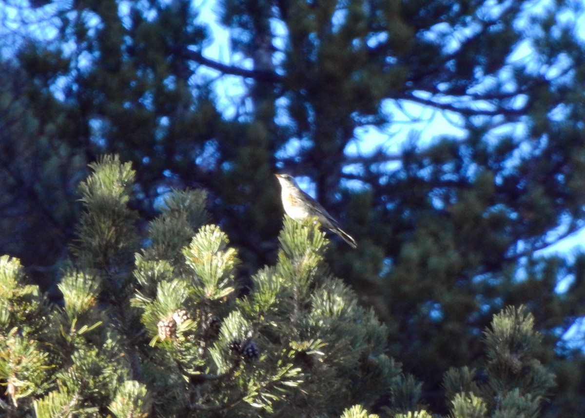 eBird Checklist - 28 Dec 2022 - Els Plans - 11 species