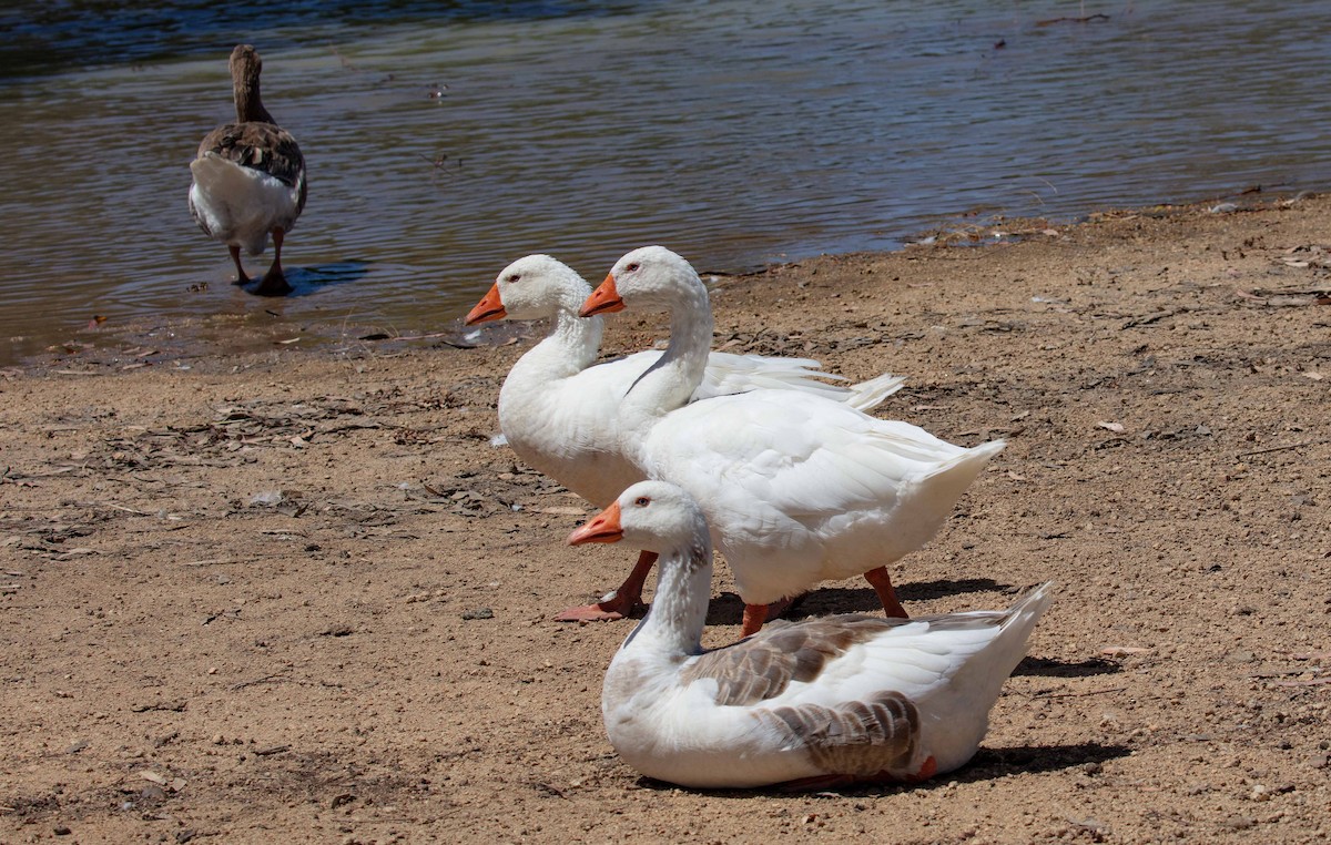 eBird Checklist - 17 Dec 2022 - Rotary Wetlands, Narromine - 23 species ...