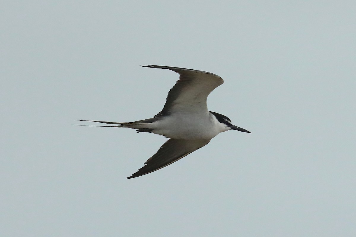 eBird Checklist - 31 Dec 2022 - Lee Point - 8 species