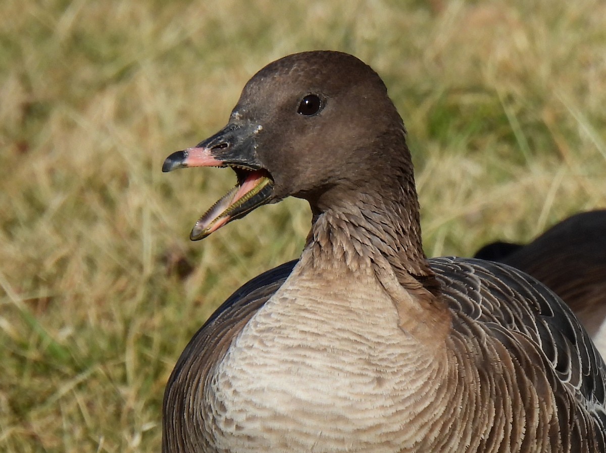 eBird Checklist - 29 Dec 2022 - Lake Mingo Corman Park - 4 species