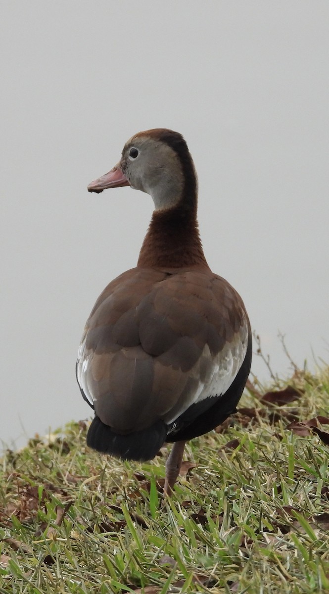 eBird Checklist - 31 Dec 2022 - Baton Rouge--Capitol Lake & Arsenal ...
