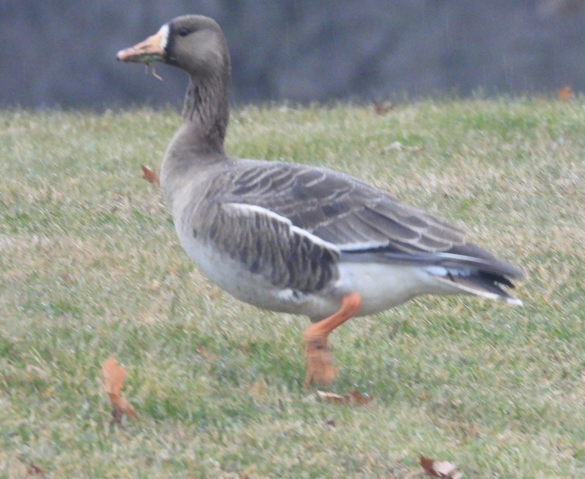 eBird Checklist - 31 Dec 2022 - Calvary Cemetery - 2 species