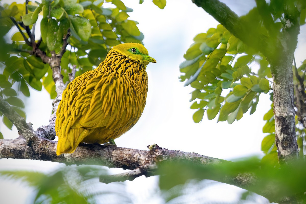 eBird Checklist - 28 Dec 2022 - Colo-I-Suva Forest Park - 19 species