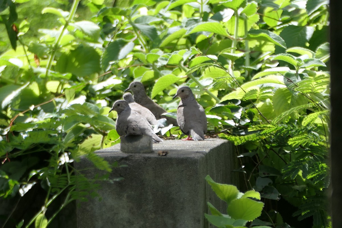 eBird Checklist - 31 Dec 2022 - Mt Hartman NP--Grenada Dove Trail - 16 ...