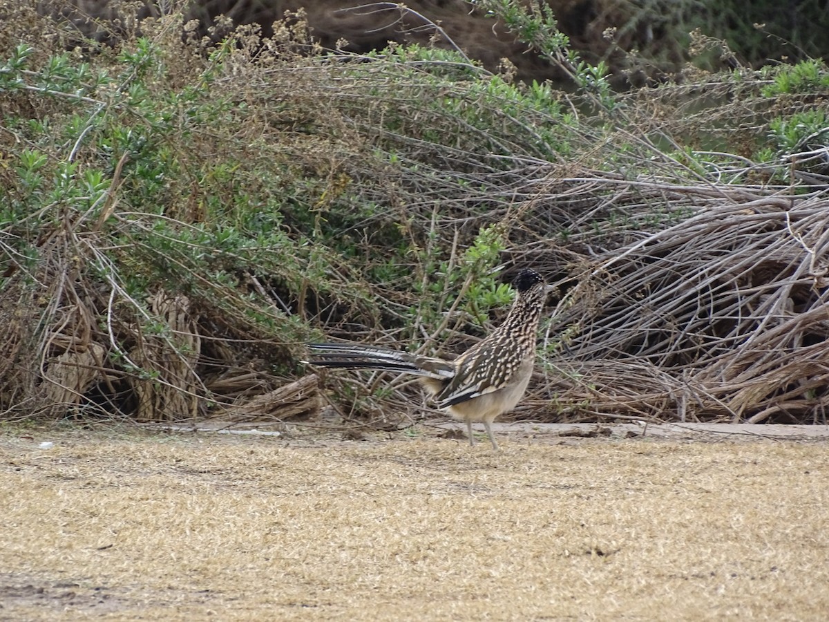 eBird Checklist - 31 Dec 2022 - Riparian Preserve at Gilbert Water ...