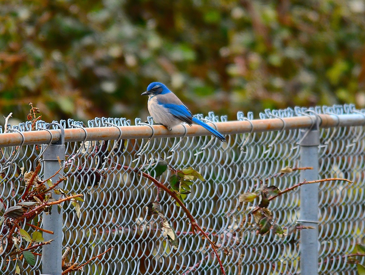 eBird Checklist - 31 Dec 2022 - Abbotsford - Delair Park - 4 species