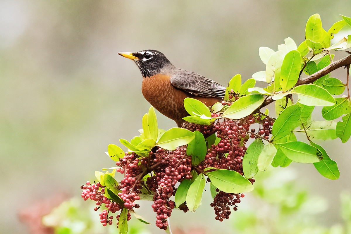 eBird Checklist - 31 Dec 2022 - Mullet Lake Park - 29 species (+1 other ...