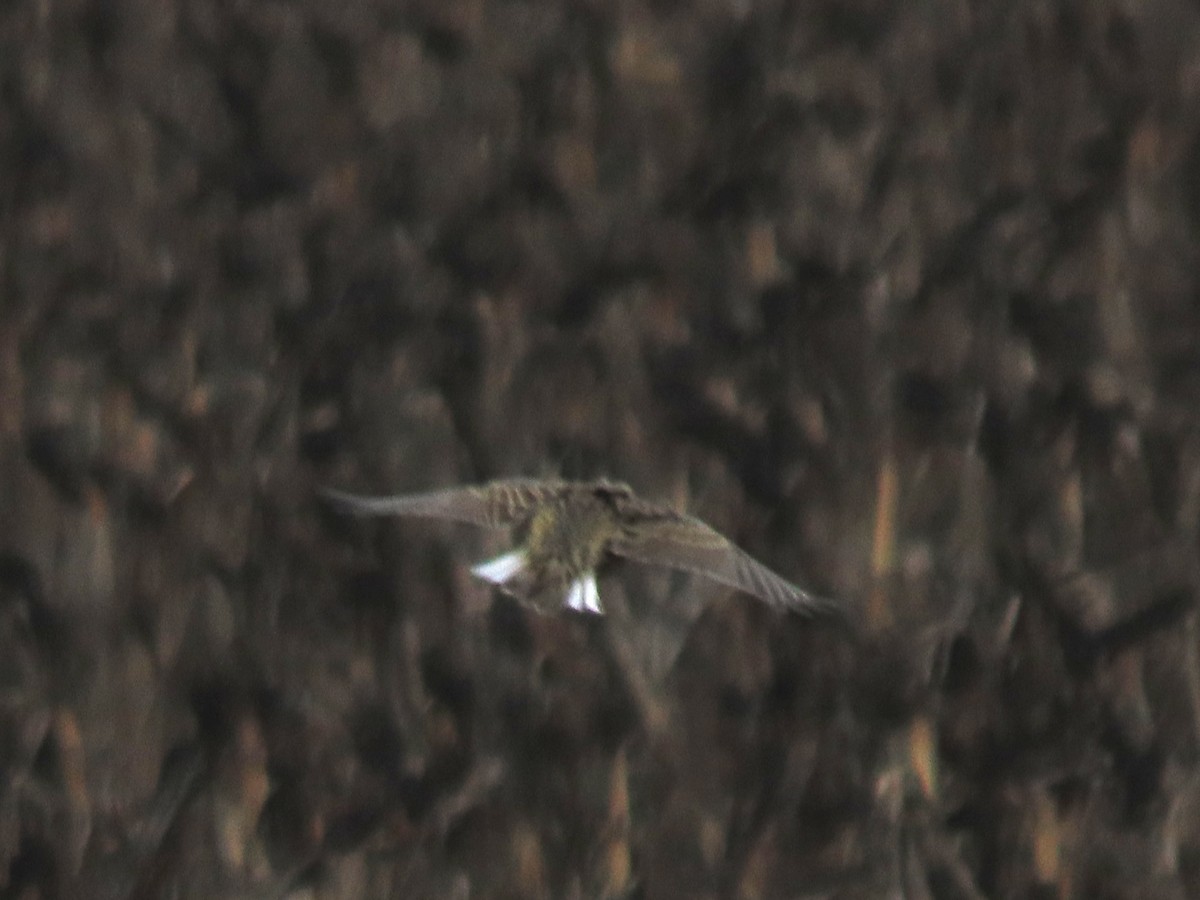 eBird Checklist - 31 Dec 2022 - Tennessee NWR--Duck River Unit--Refuge ...