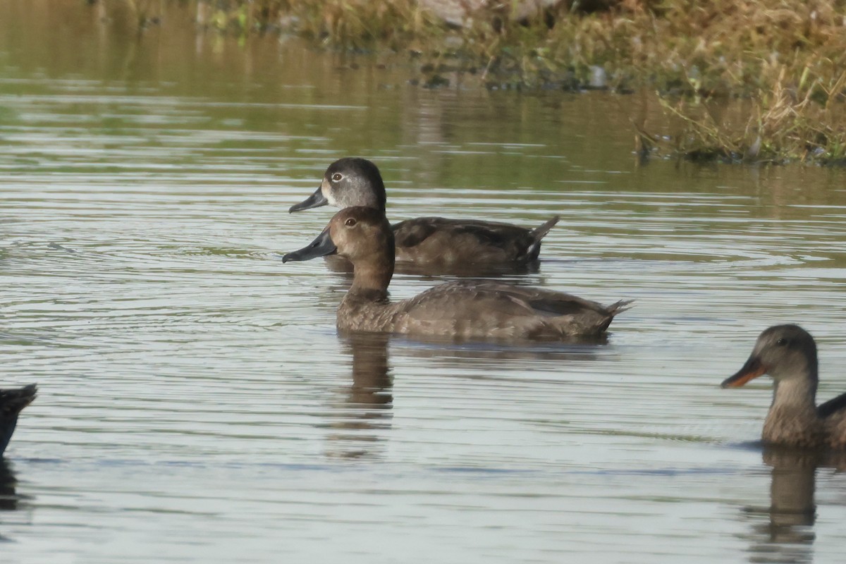 eBird Checklist - 31 Dec 2022 - Peaceful Waters Sanctuary - 34 species