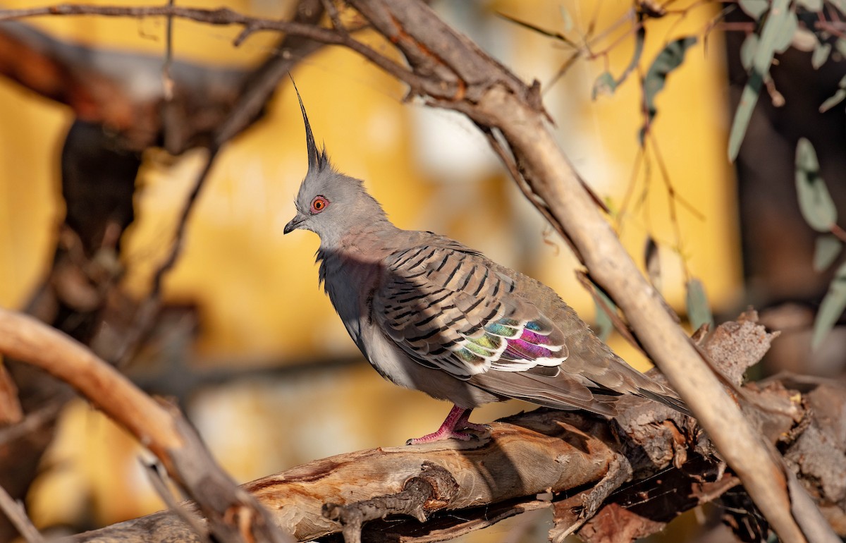 eBird Australia Checklist - 18 Dec 2022 - Bourke Town Wharf - 23 species
