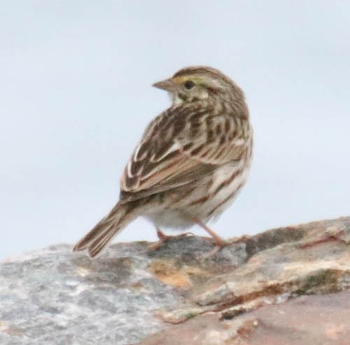 eBird Checklist - 31 Dec 2022 - Quivira Point - 4 species