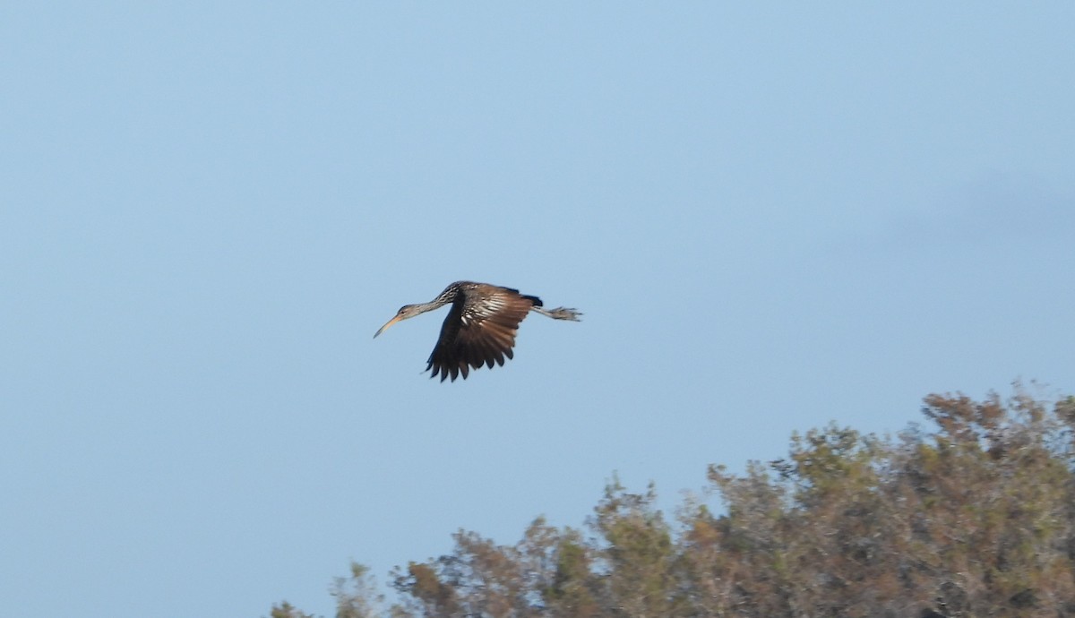 eBird Checklist - 31 Dec 2022 - Loxahatchee NWR - 45 species (+2 other ...