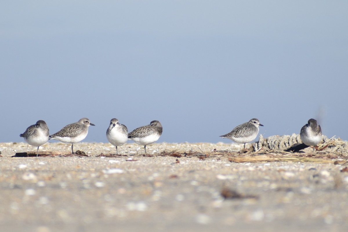 eBird Checklist - 30 Dec 2022 - Sandy Hook - 37 species