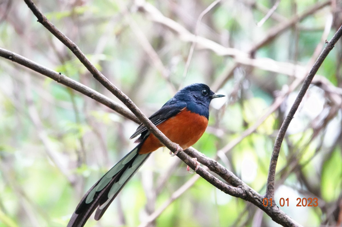 eBird Taiwan Checklist - 1 Jan 2023 - 漳和溼地 - 18 species