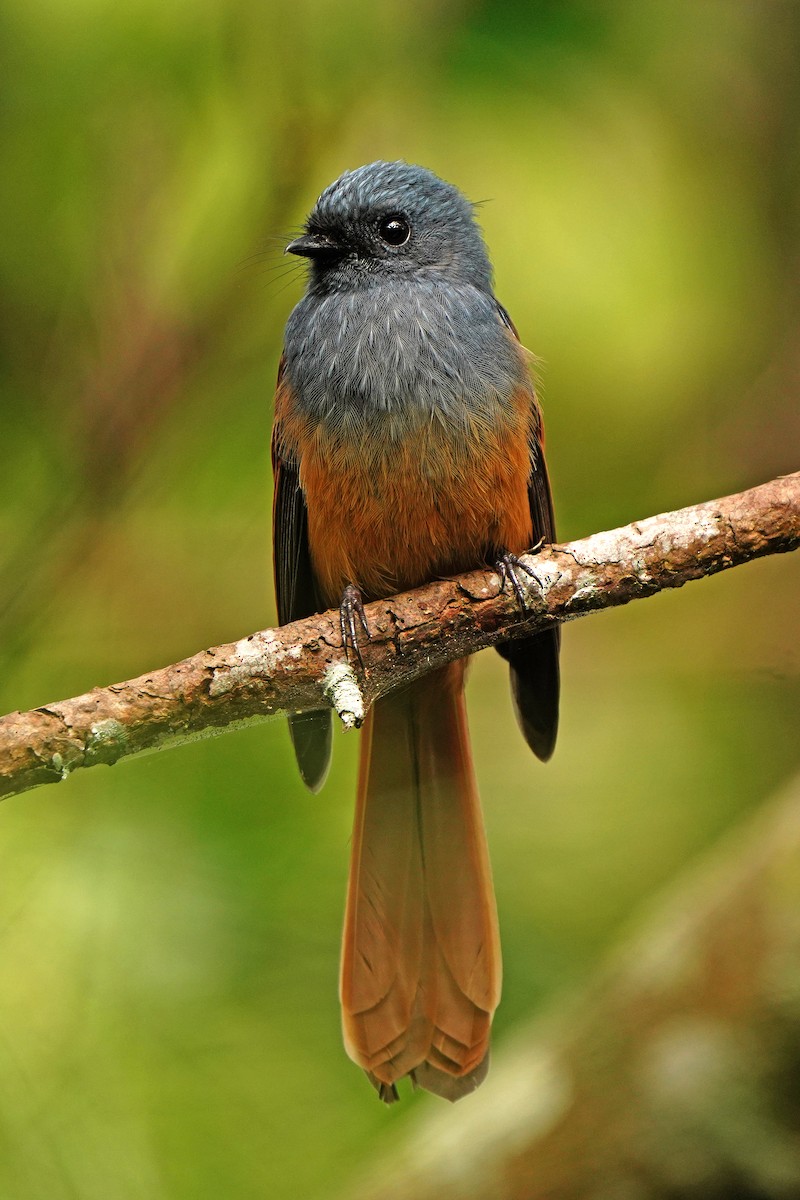 eBird Checklist - 31 Dec 2022 - Lucnab, Baguio - 1 species