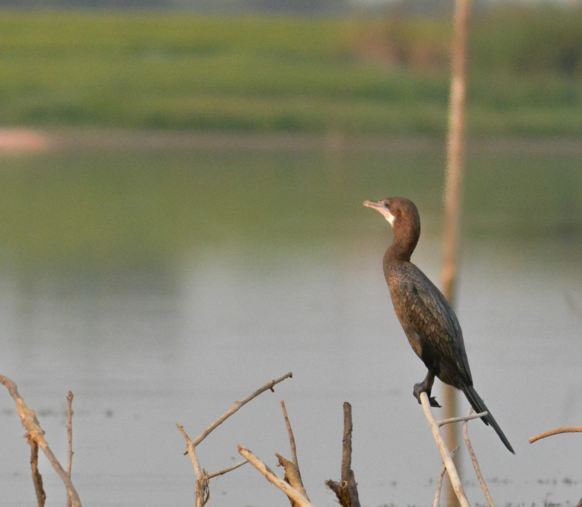 eBird Checklist - 12 Dec 2022 - Purbasthali I, Purba Bardhaman IN-WB ...