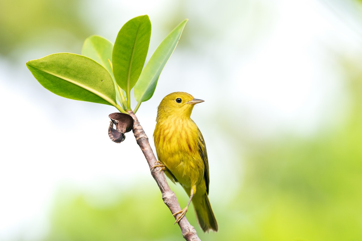 Yellow Warbler (Golden) - eBird