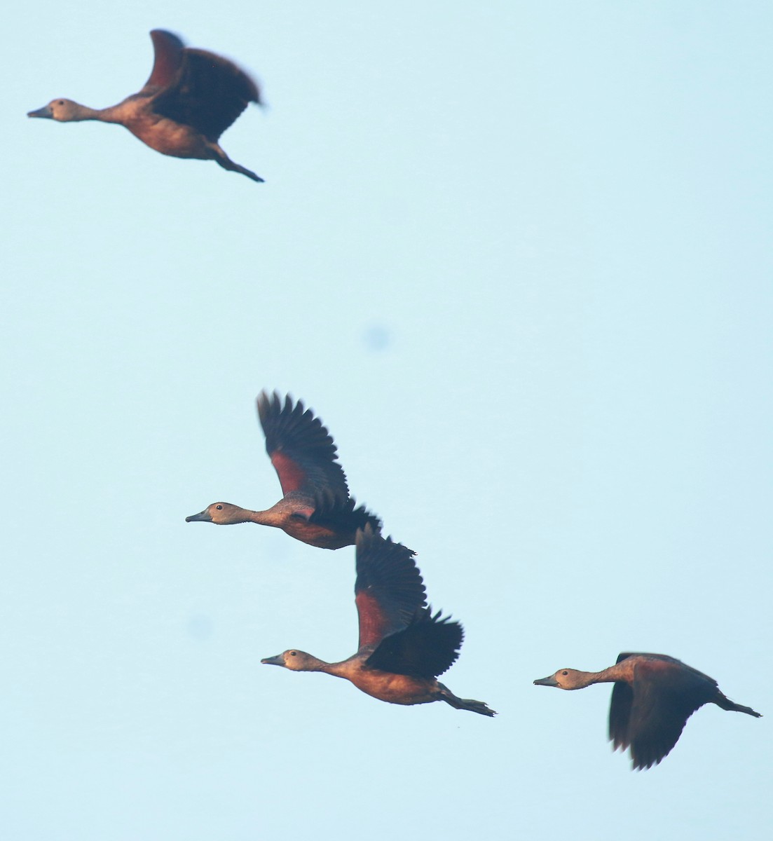 eBird Checklist - 1 Jan 2023 - Kole Wetlands--Maranchery - 68 species