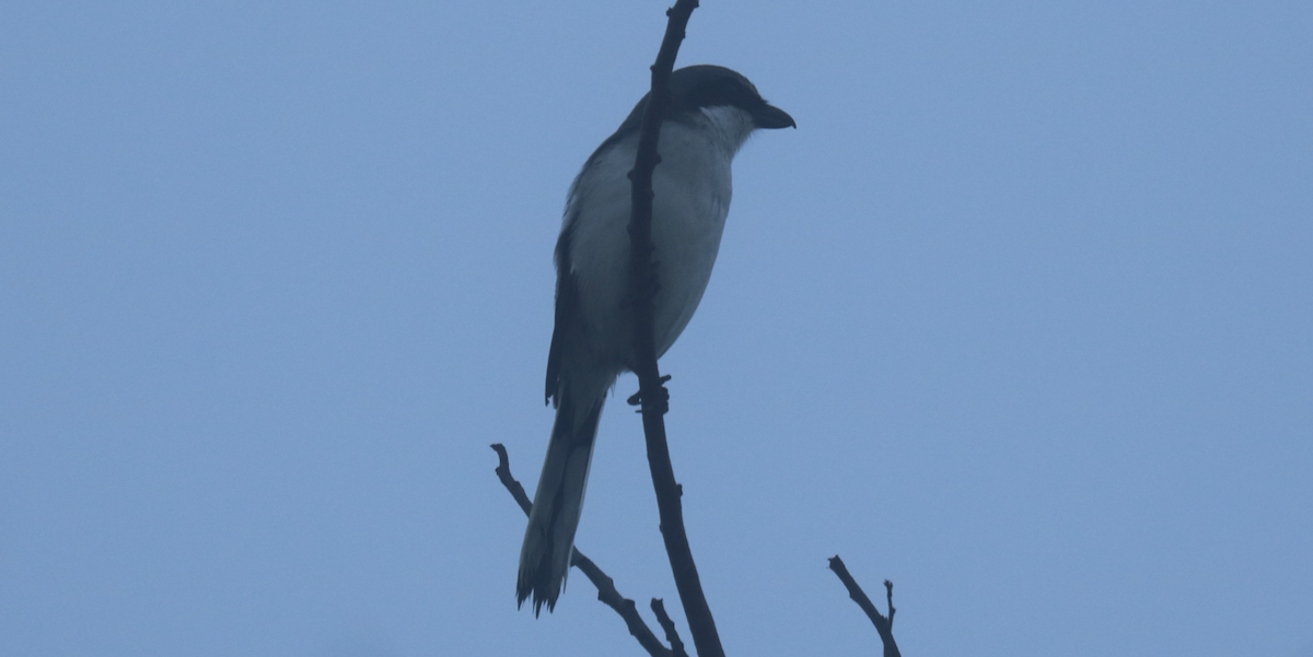 eBird Checklist - 1 Jan 2023 - Davis Islands Beach - 25 species
