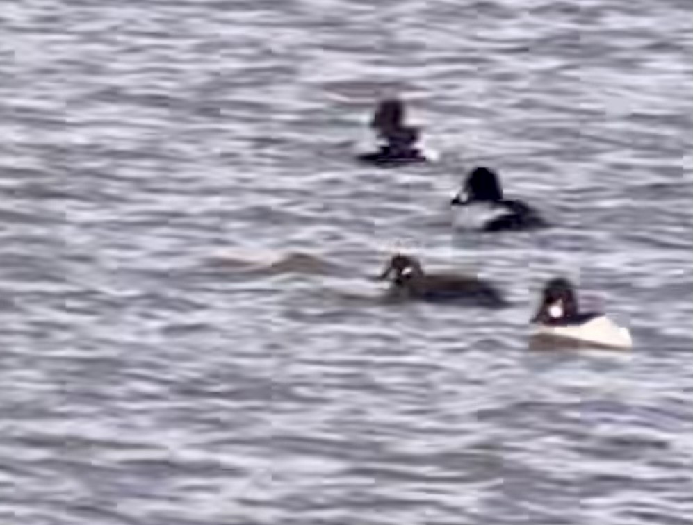 eBird Checklist - 1 Jan 2023 - George Freer Memorial Beach - 10 species