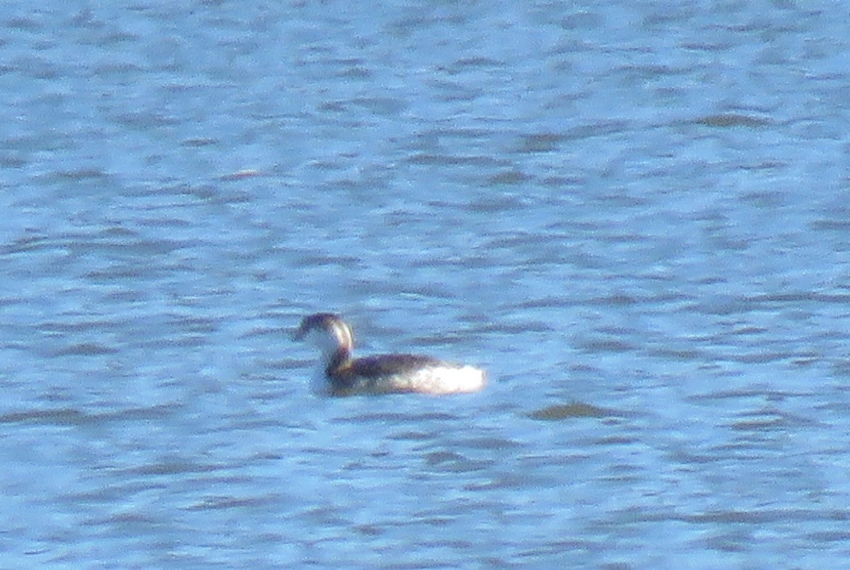 eBird Checklist - 1 Jan 2023 - Triadelphia Reservoir (Howard County ...