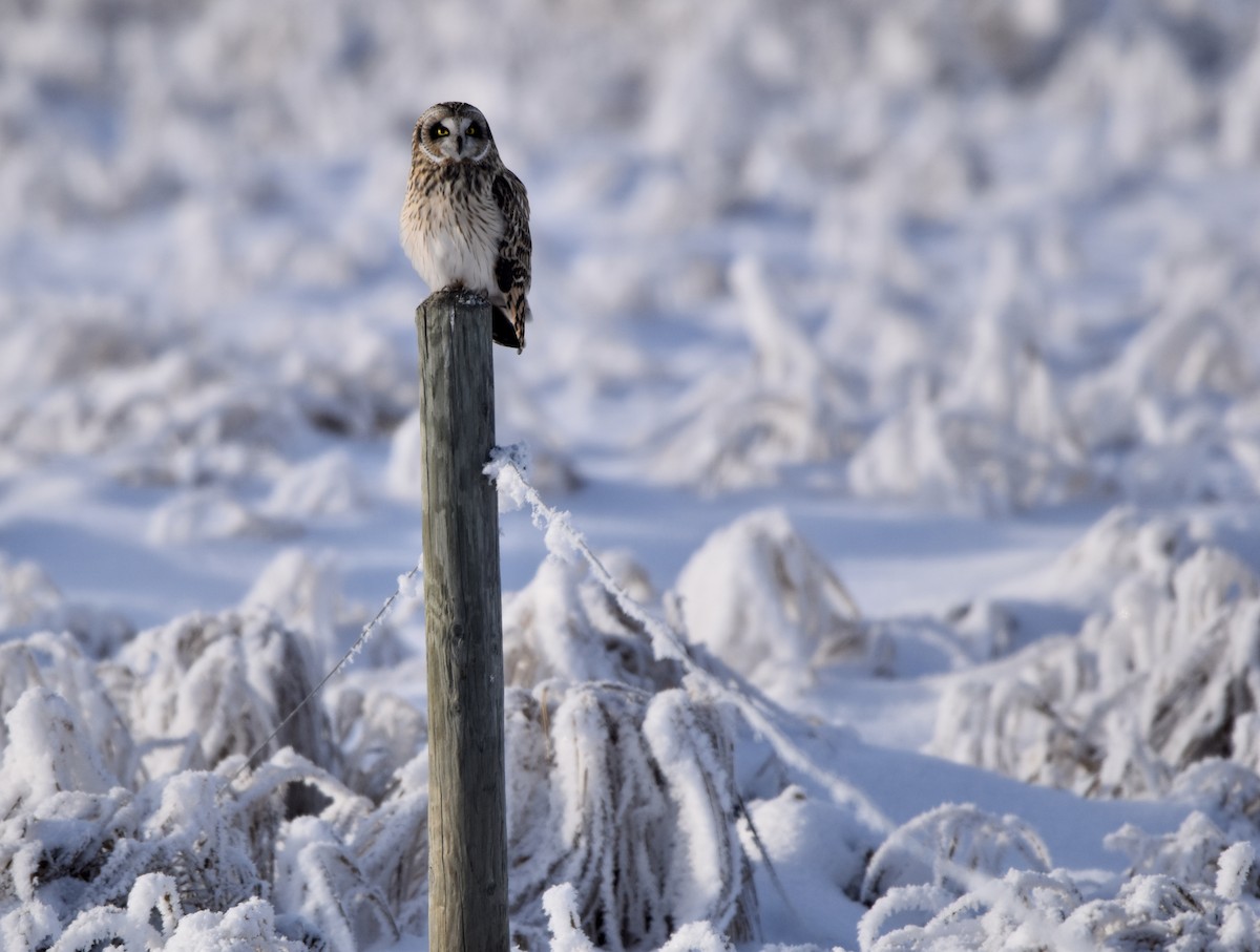 eBird Checklist - 31 Dec 2022 - Manawan (Egg) Lake - 3 species