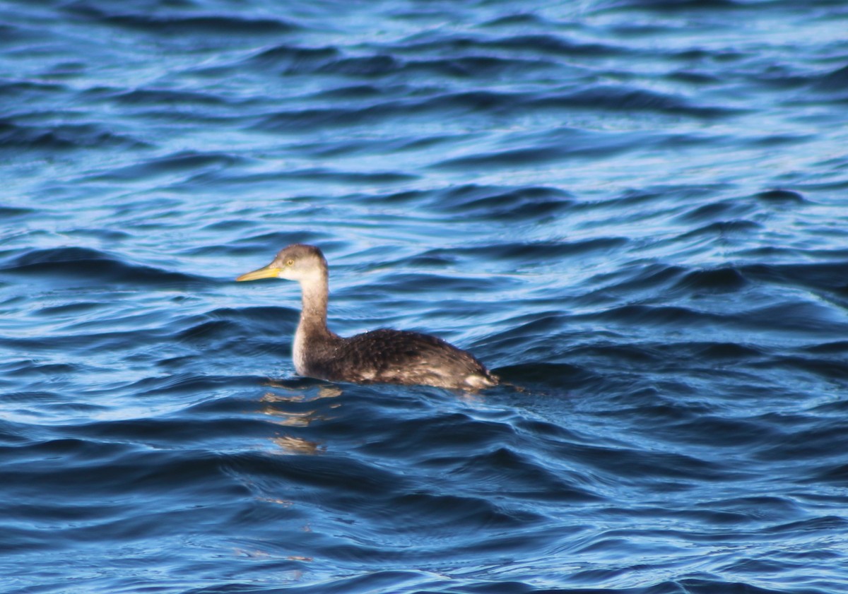 eBird Checklist - 1 Jan 2023 - Edward Vincent Ecker, Sr. County Park ...