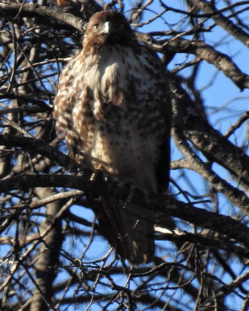 eBird Checklist - 1 Jan 2023 - Hulett Ranch (Private) - 27 species