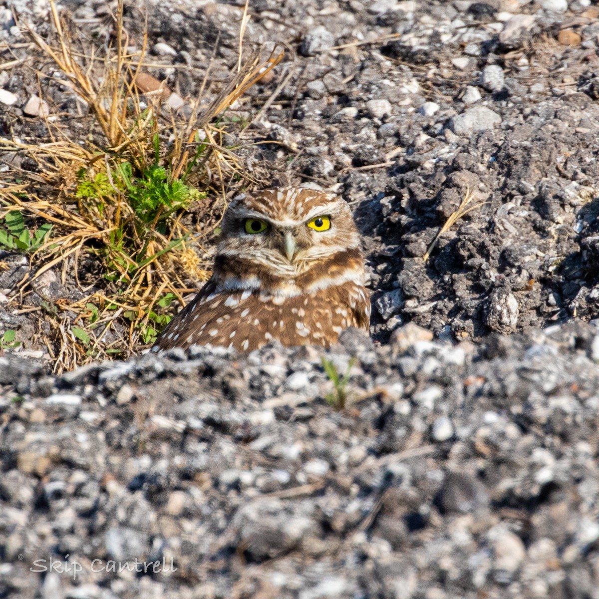 eBird Checklist - 1 Jan 2023 - Hwy 630 - 15 species