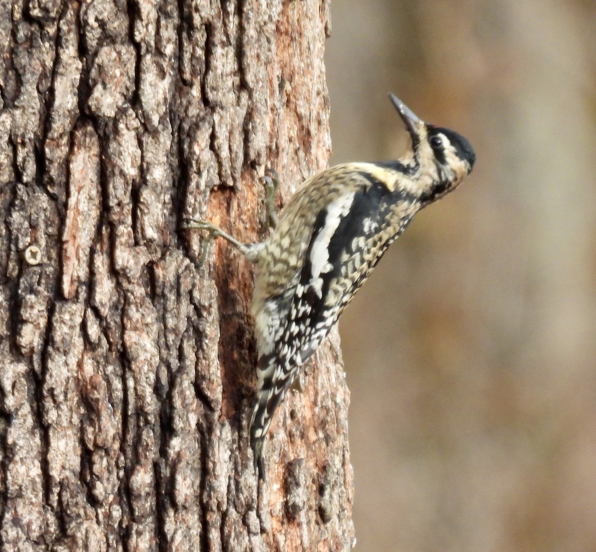 eBird Checklist - 1 Jan 2023 - Beechhaven - 29 species