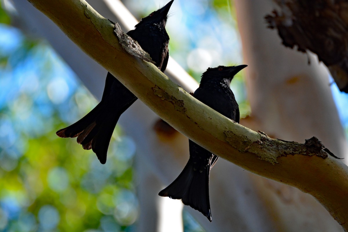 eBird Checklist - 25 May 2019 - Galgabba Point, Swansea - 1 species