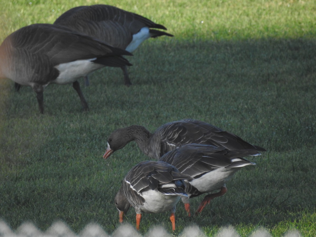 eBird Checklist - 1 Jan 2023 - Playa del Rey/Ballona area - 77 species ...