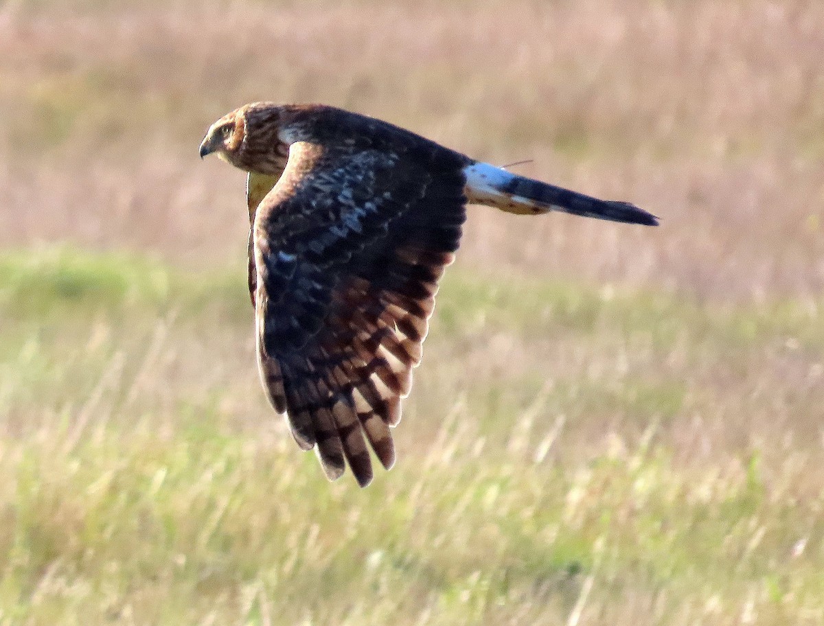 eBird Checklist - 2 Jan 2022 - Van Gordon Creek Road - 5 species