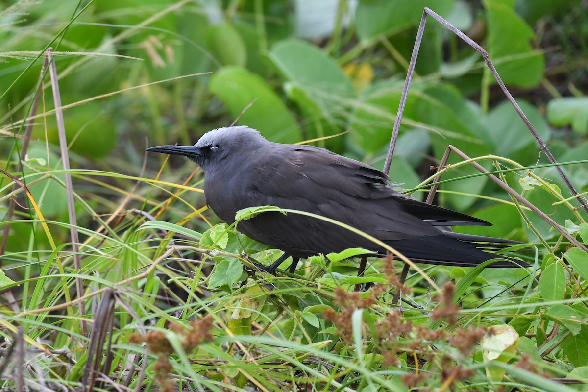 eBird Checklist - 2 Jan 2023 - Lee Point - 1 species