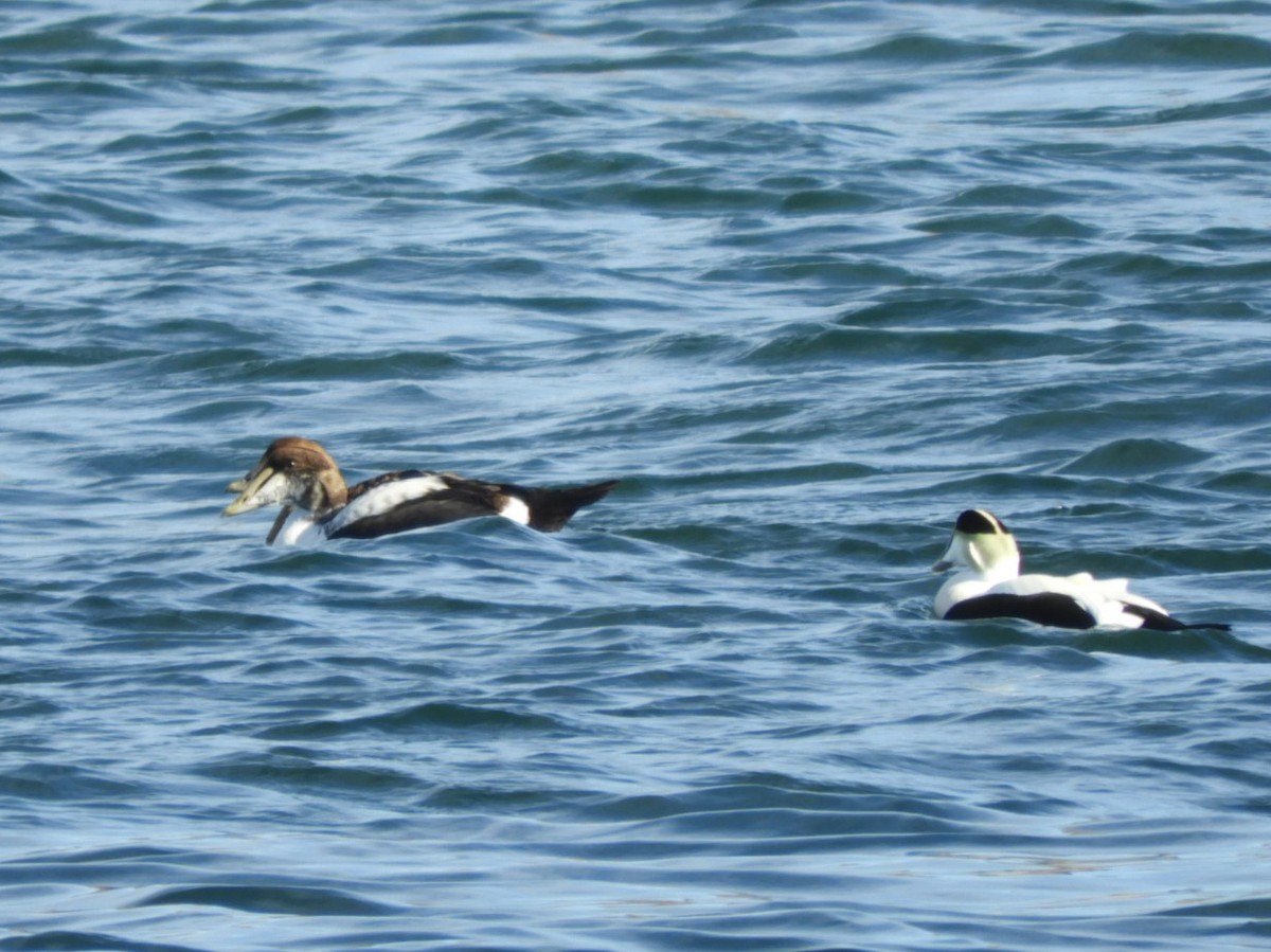 New York Breeding Bird Atlas Checklist - 1 Jan 2023 - Lake Montauk ...