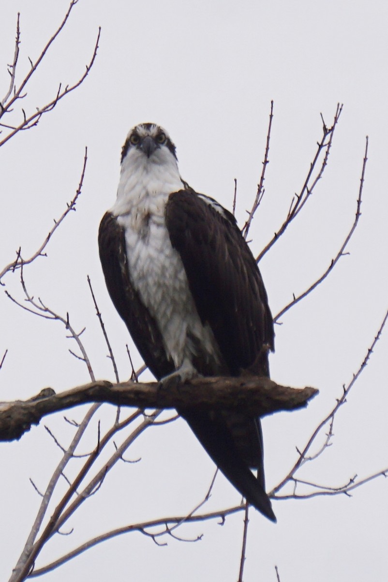 eBird Checklist - 31 Dec 2022 - Lynnhaven Colony - 22 species eBird Checklist - 31 Dec 2022 - Lynnhaven Colony - 22 species