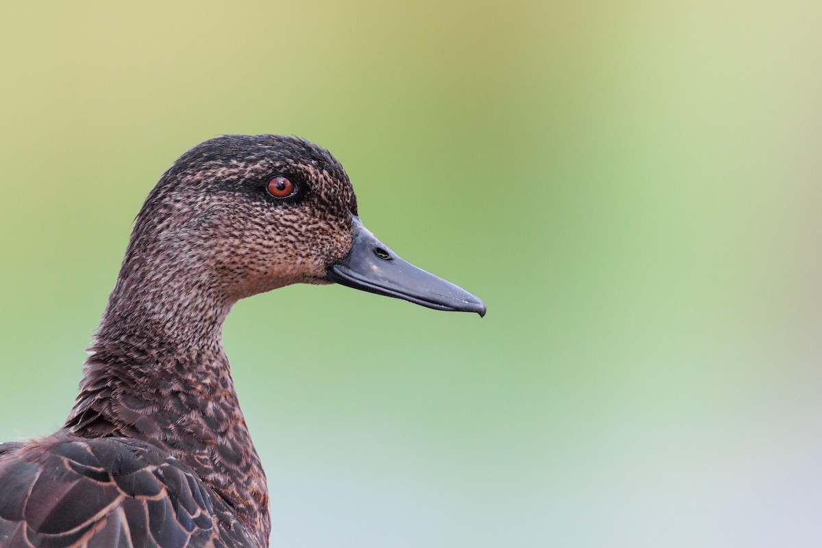 Pacific Black Duck x Chestnut Teal (hybrid) - eBird