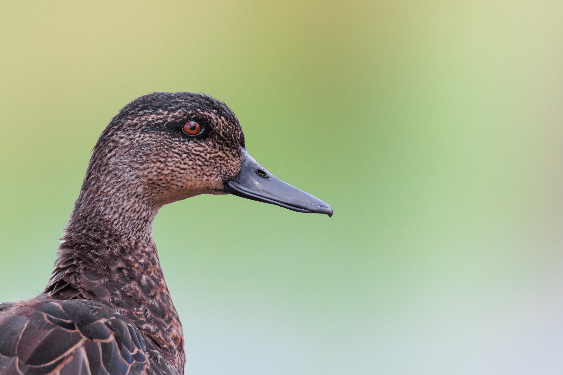 Pacific Black Duck x Chestnut Teal (hybrid) - eBird