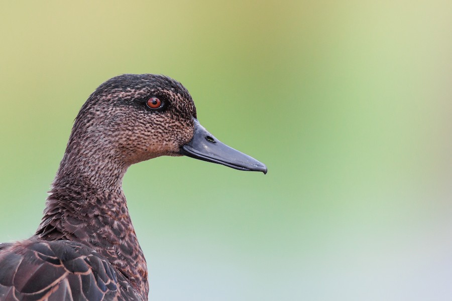 Hybride Canard à sourcils x Sarcelle rousse - eBird