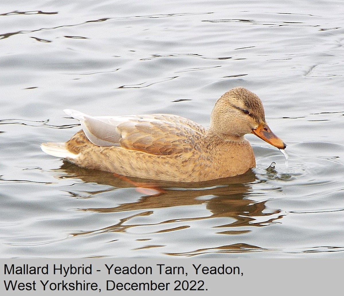 eBird Checklist - 2 Jan 2023 - Yeadon Tarn - 7 species (+1 other taxa)