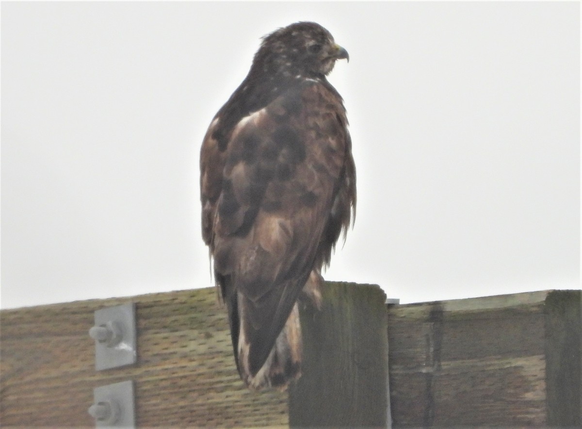 eBird Checklist - 1 Jan 2023 - Chase lagoon and VLA flats - 19 species ...