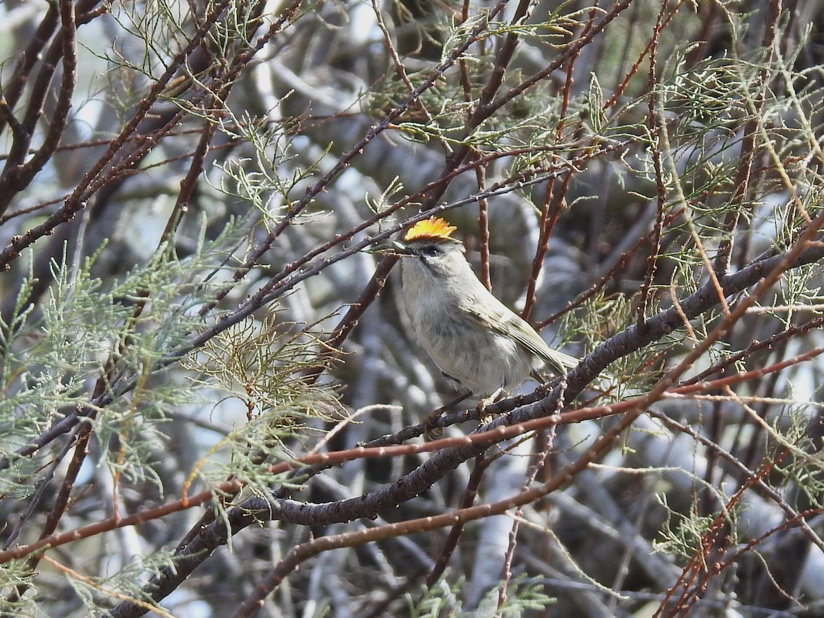 eBird Checklist - 26 Dec 2022 - Kelly Hamby Nature Trail - 7 species