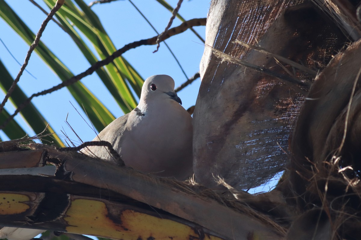 eBird Checklist - 2 Jan 2023 - Venice Fishing Pier - 28 species