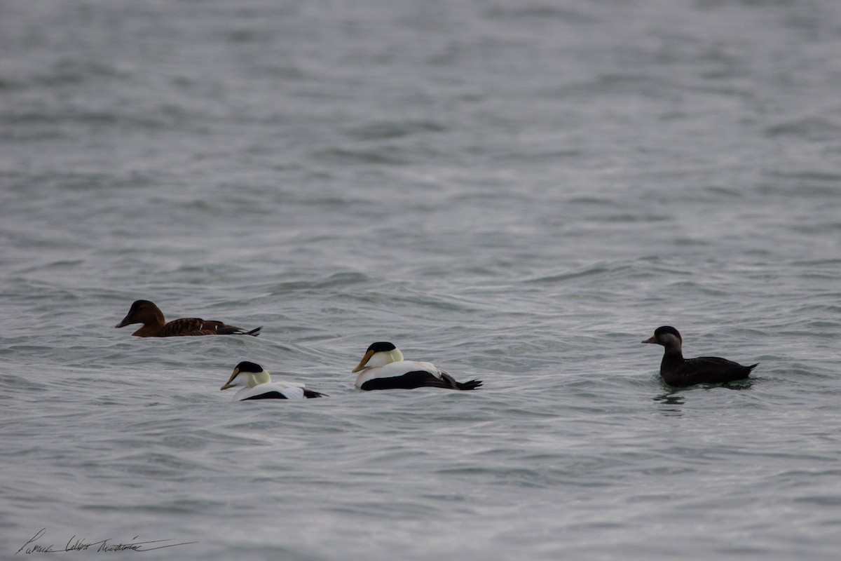 eBird Checklist - 27 Dec 2022 - Sachuest Point NWR - 20 species