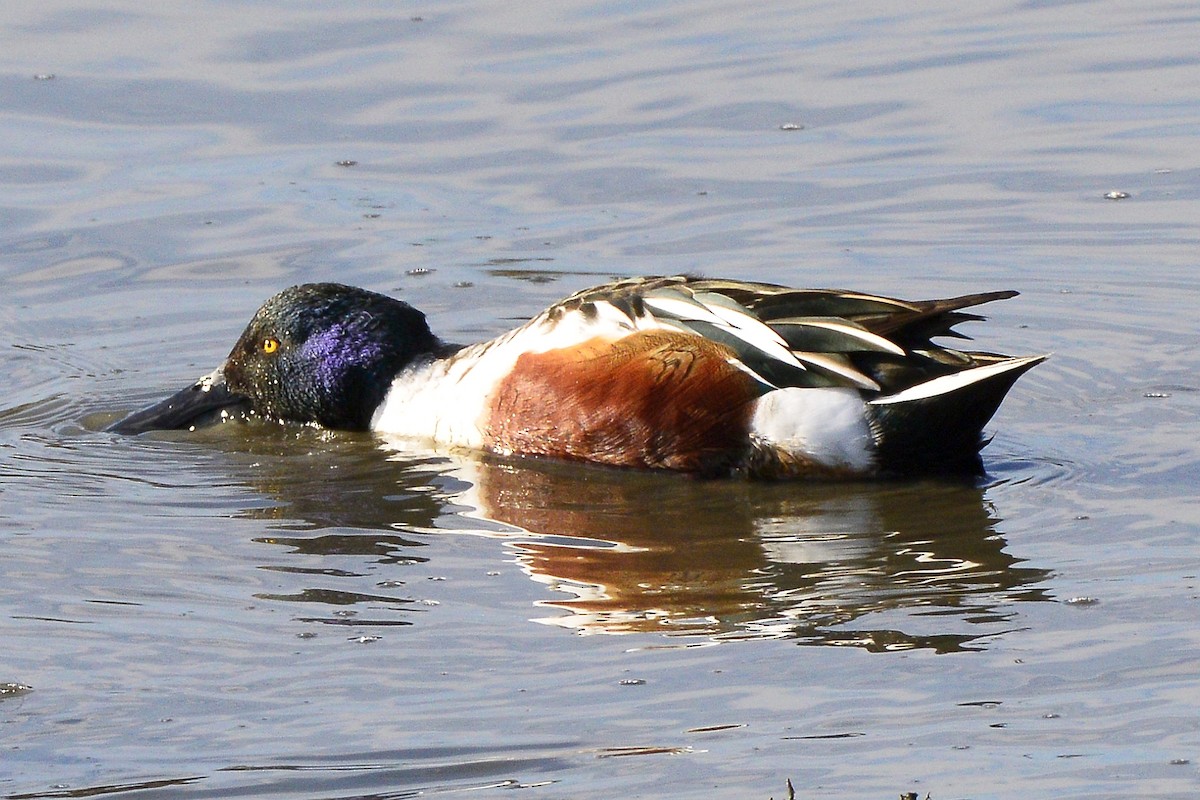 New Jersey eBird Checklist - 2 Jan 2023 - Edwin B. Forsythe NWR ...