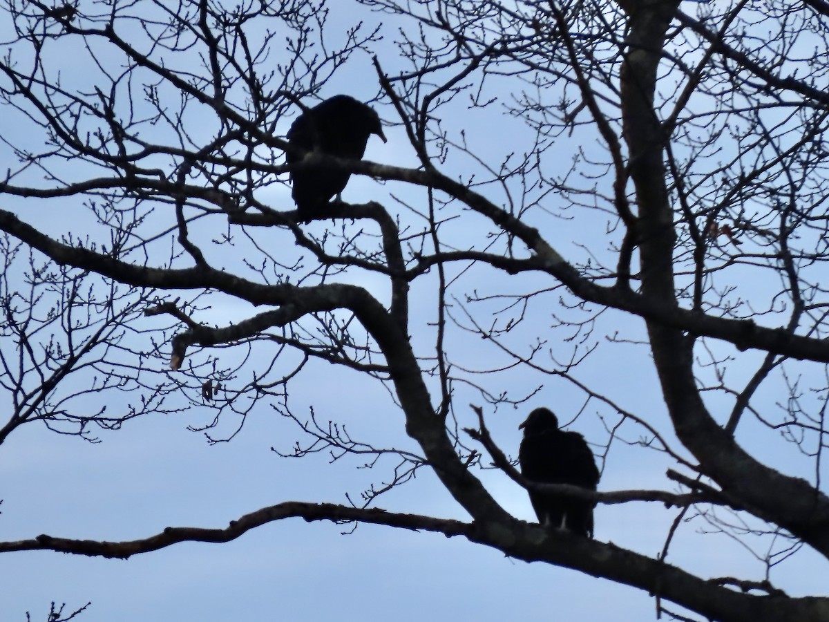 eBird Checklist - 2 Jan 2023 - Colcord Pond Dr, Exeter US-NH - 4 species