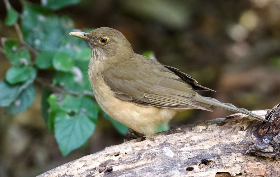 Mirlo sp. - eBird