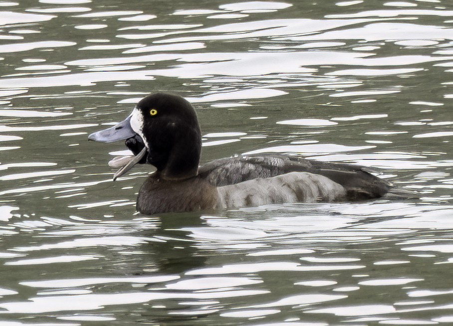 eBird Checklist - 2 Jan 2023 - Silverwood Lake - 46 species