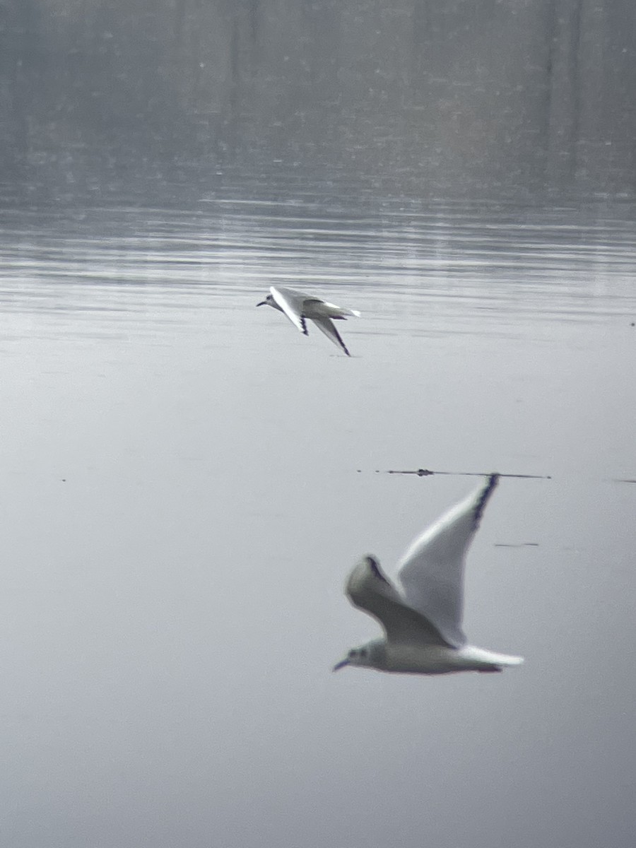 eBird Checklist - 3 Jan 2023 - Cox Point Park - 12 species