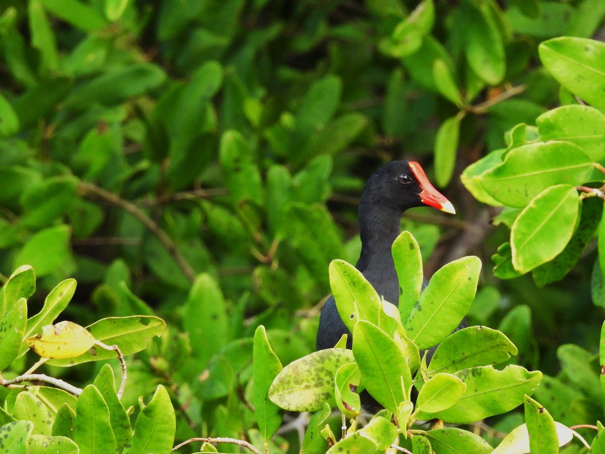 eBird Caribbean Checklist - 3 Jan 2023 - Canal Blasina (recorrido en ...